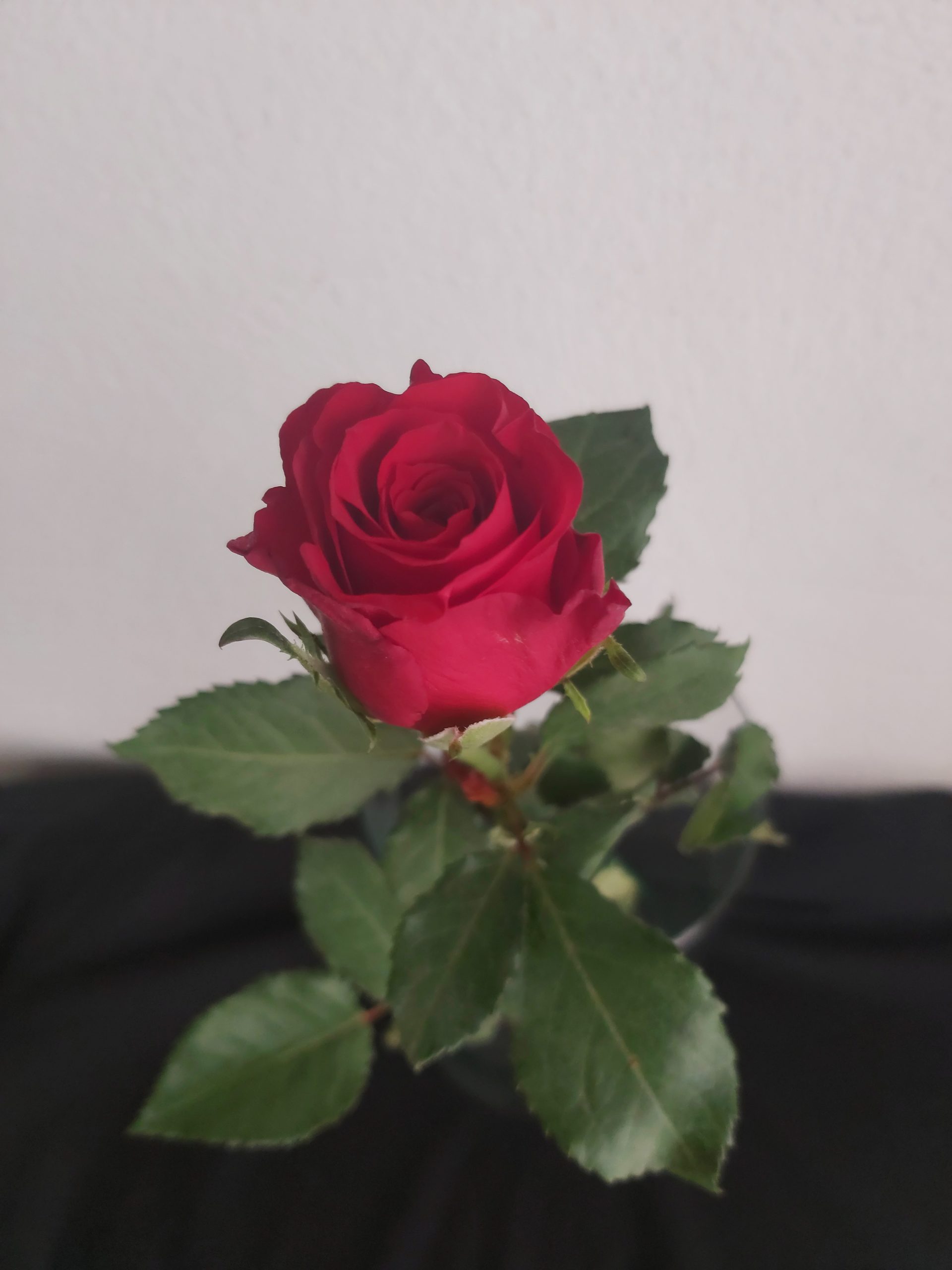 Roos per stuk in folie | 50-60 cm (kleur naar keuze) | DEX Rozen